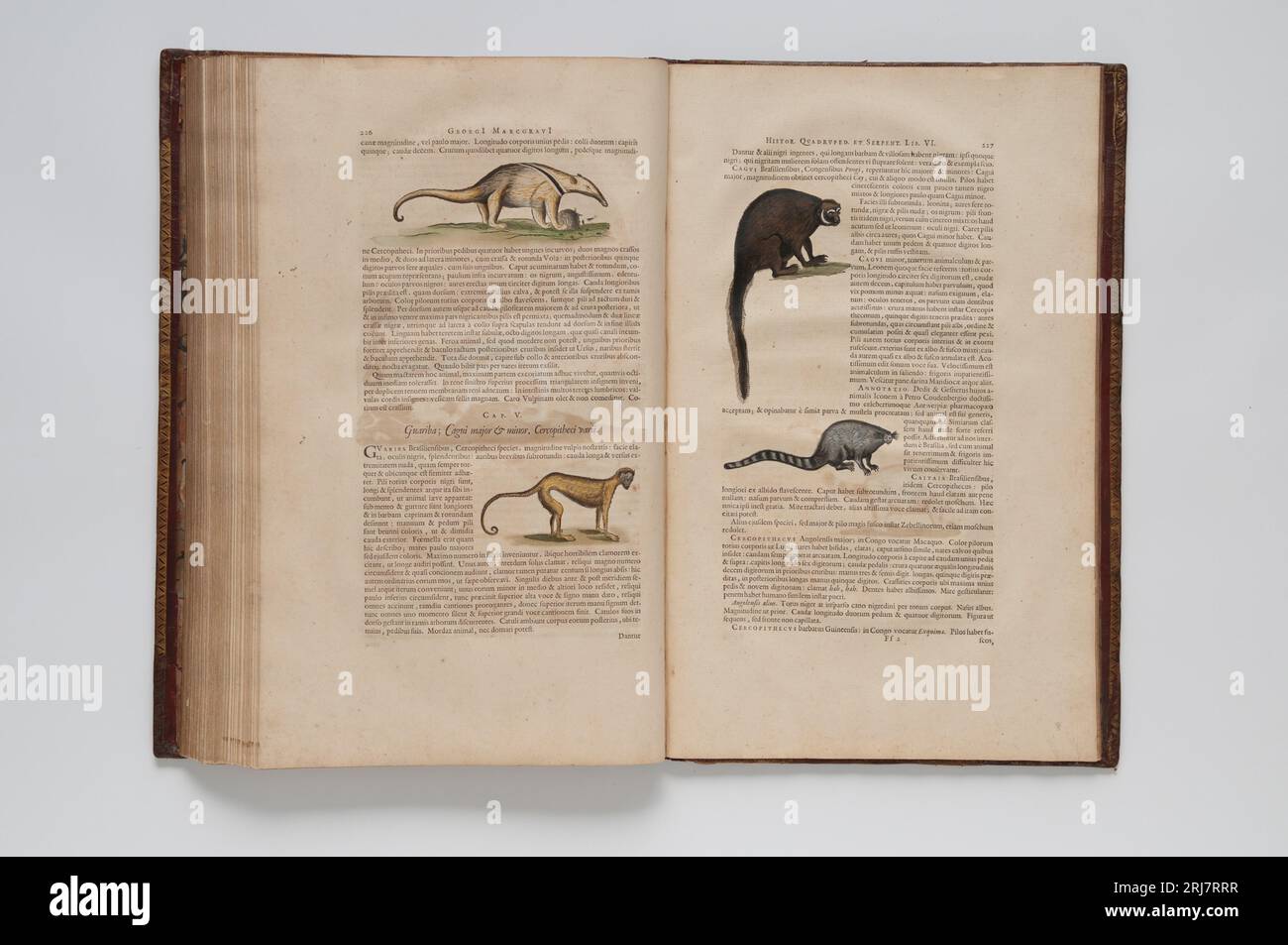 Georg marcgrave hi-res stock photography and images - Alamy