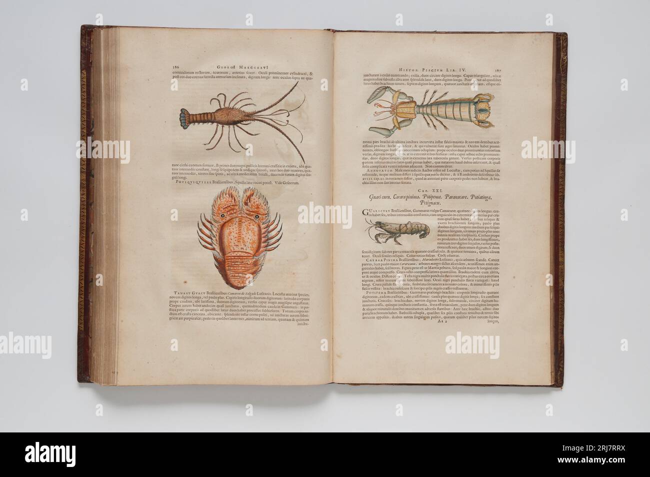 (Ilustrações zoológicas) 1648 by Georg Marcgrave Stock Photo - Alamy