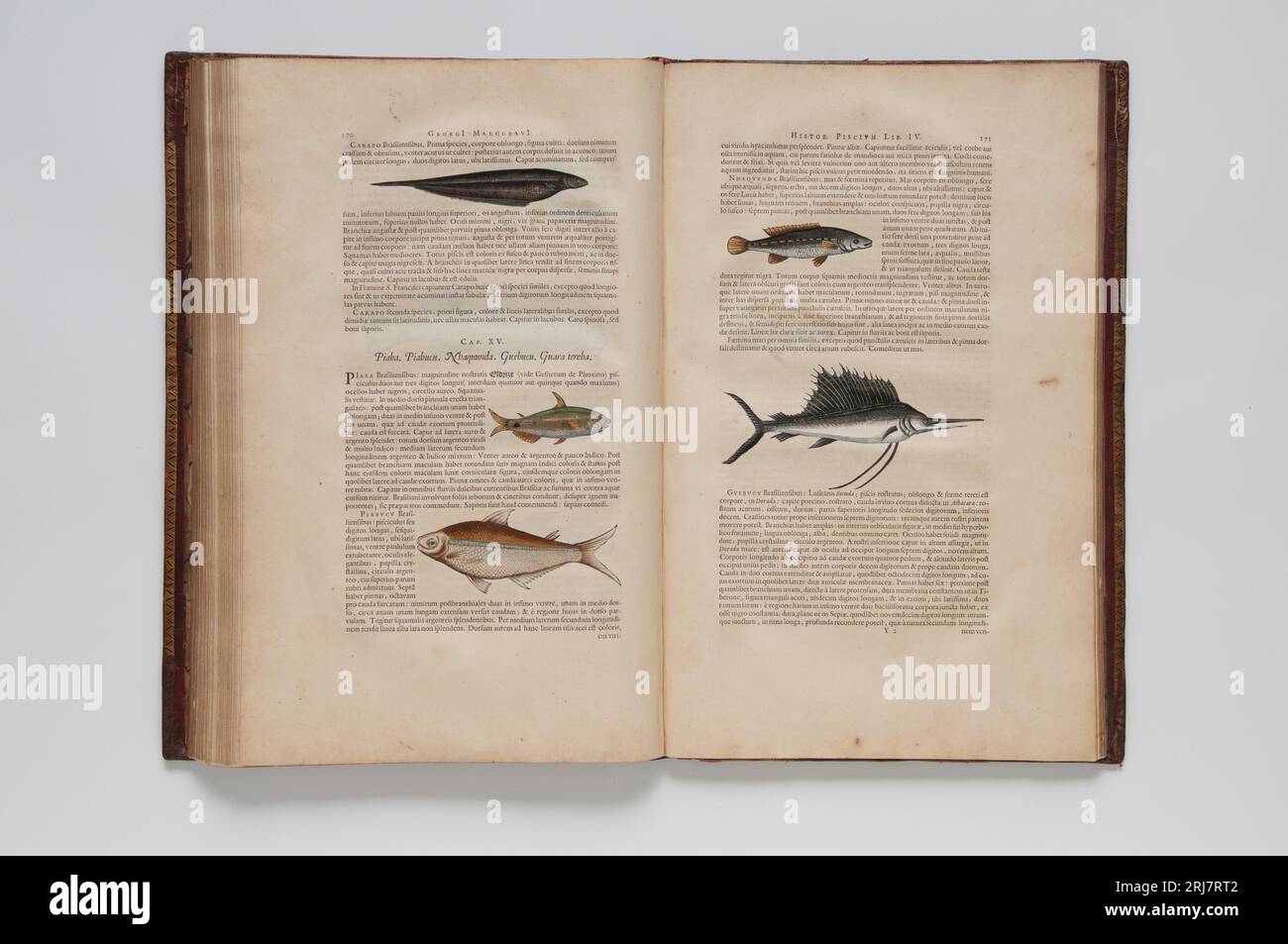 (Ilustrações zoológicas) 1648 by Georg Marcgrave Stock Photo - Alamy