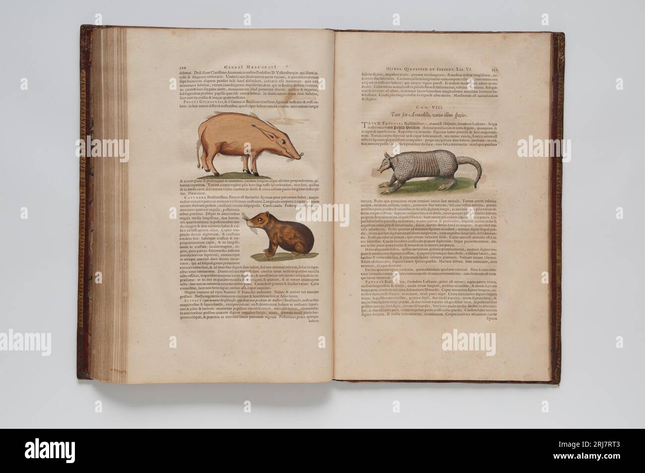 Ilustracoes hi-res stock photography and images - Alamy