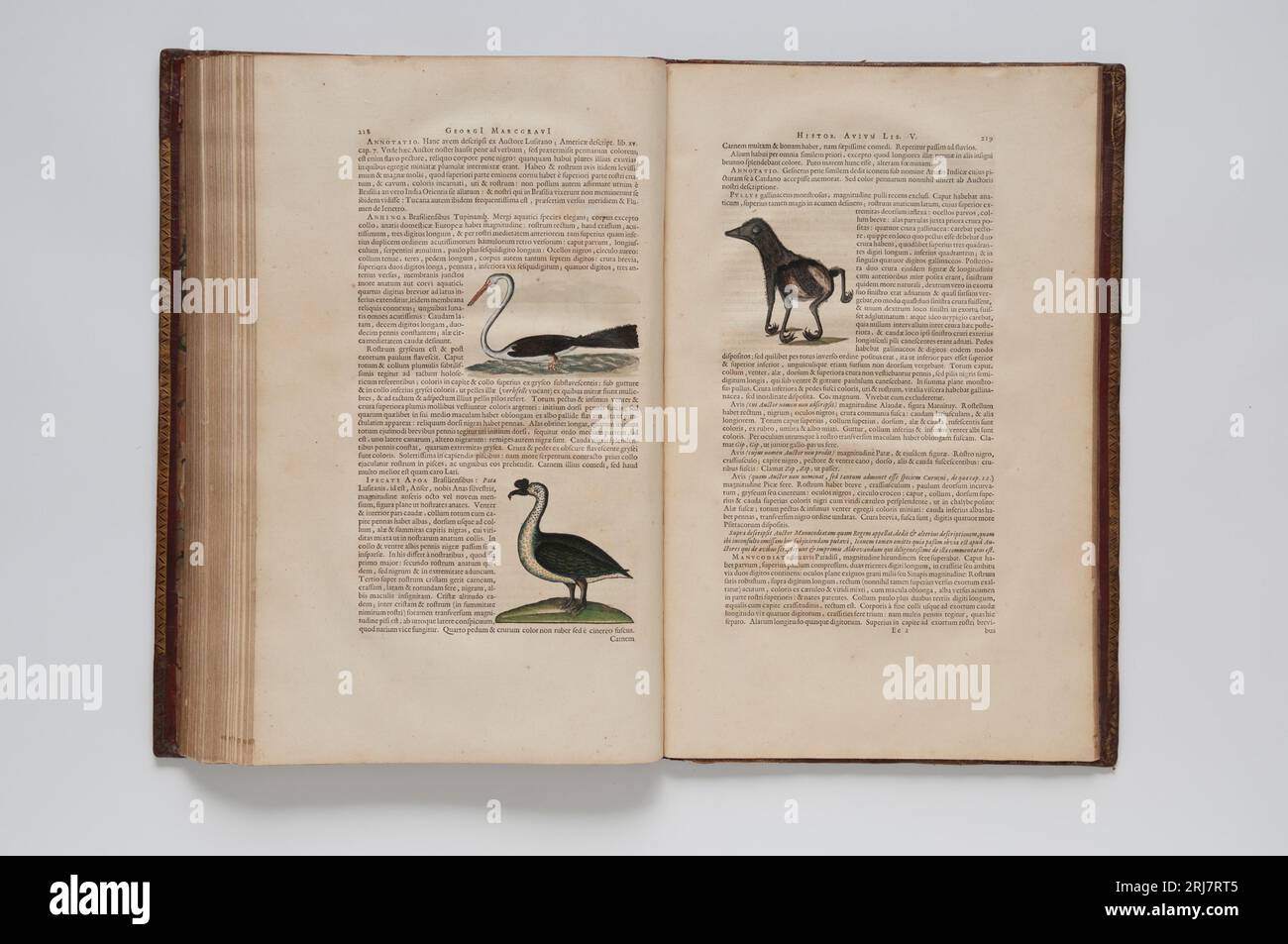 Marcgrave hi-res stock photography and images - Alamy