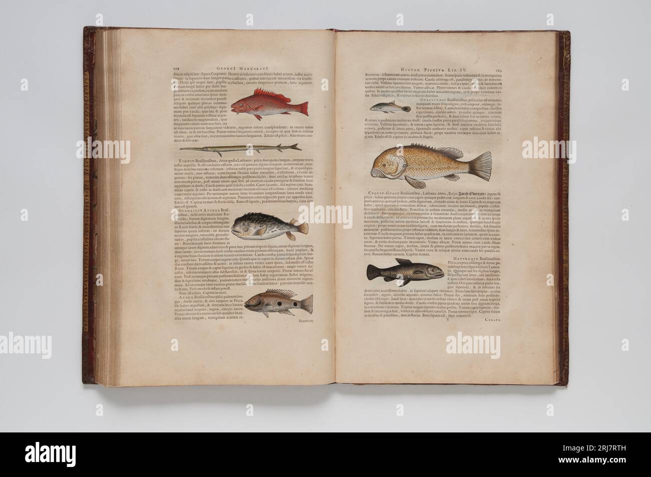 Ilustracoes hi-res stock photography and images - Alamy