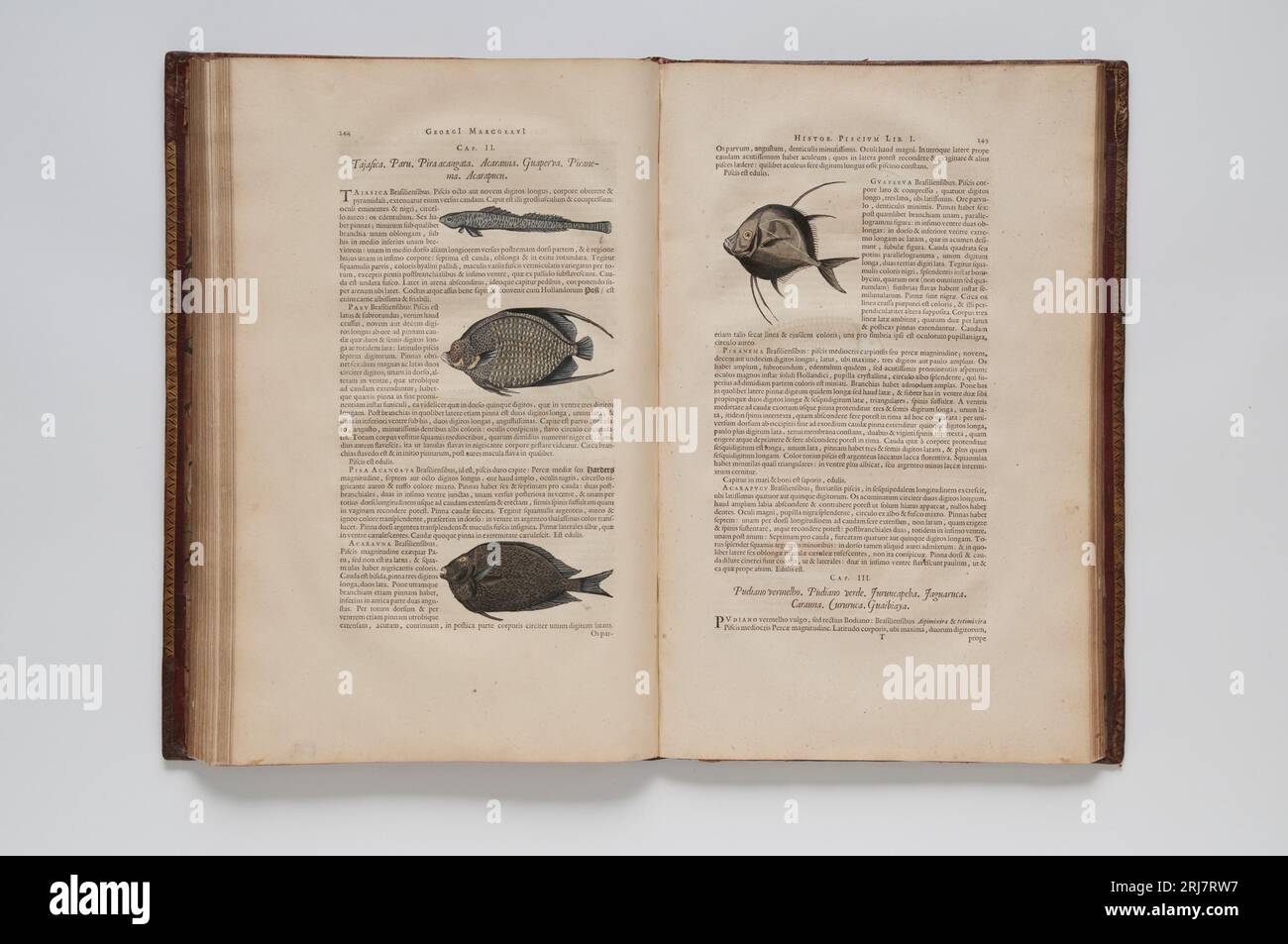 Georg marcgrave hi-res stock photography and images - Alamy