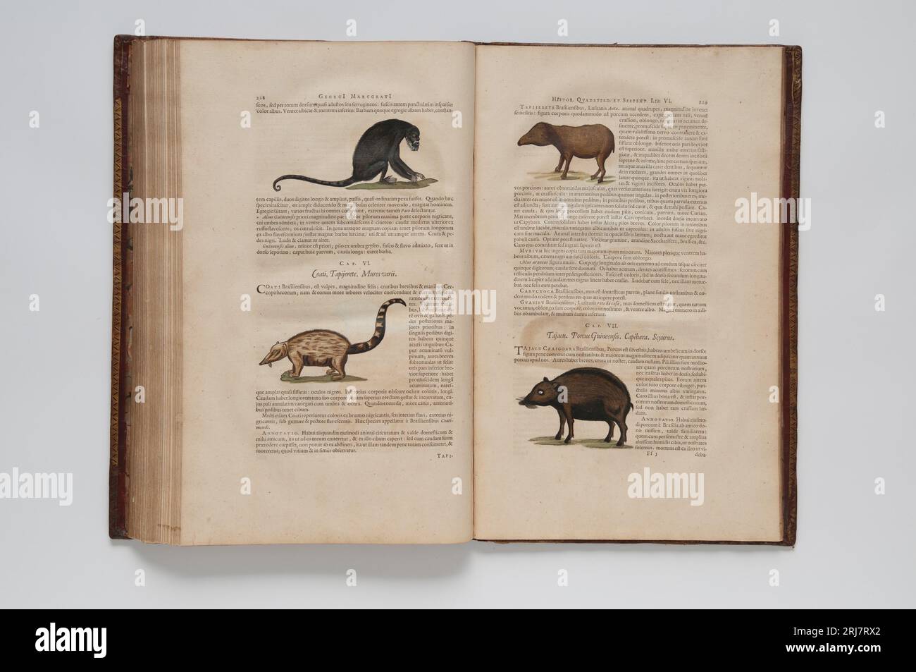 Ilustracoes hi-res stock photography and images - Alamy