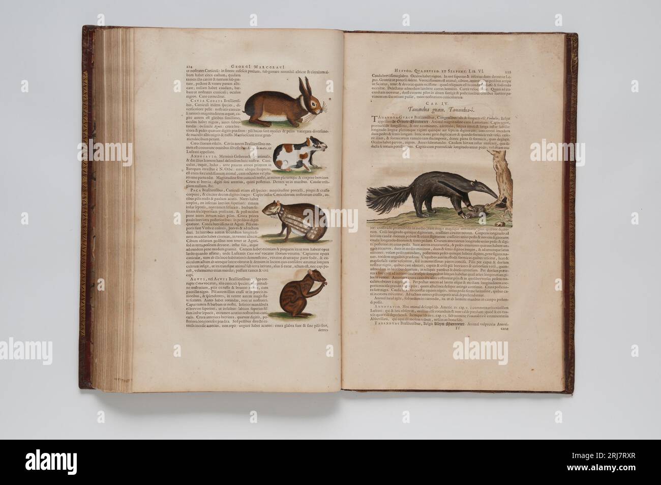 (Ilustrações zoológicas) 1648 by Georg Marcgrave Stock Photo - Alamy