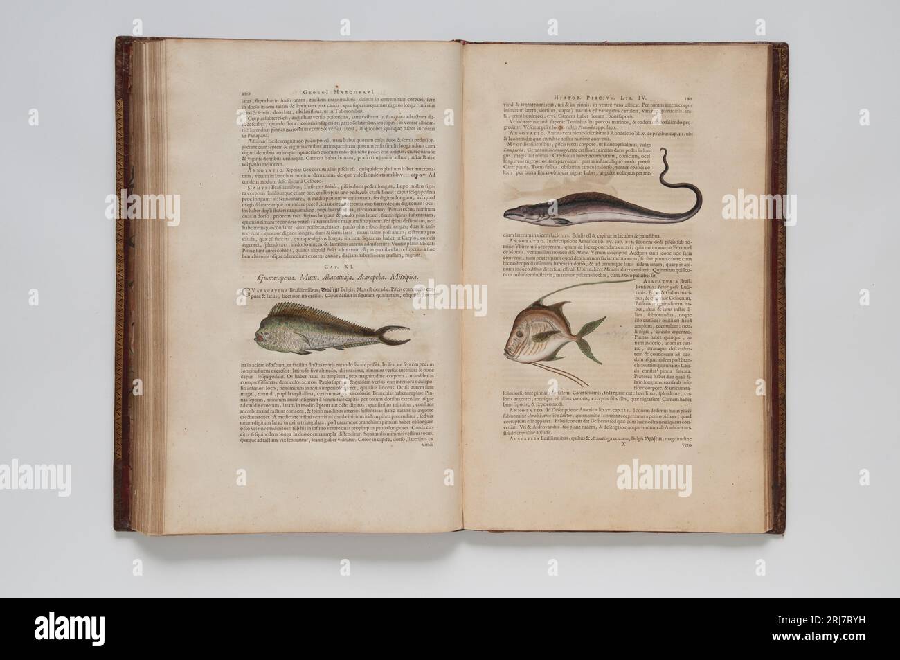 Ilustracoes hi-res stock photography and images - Alamy