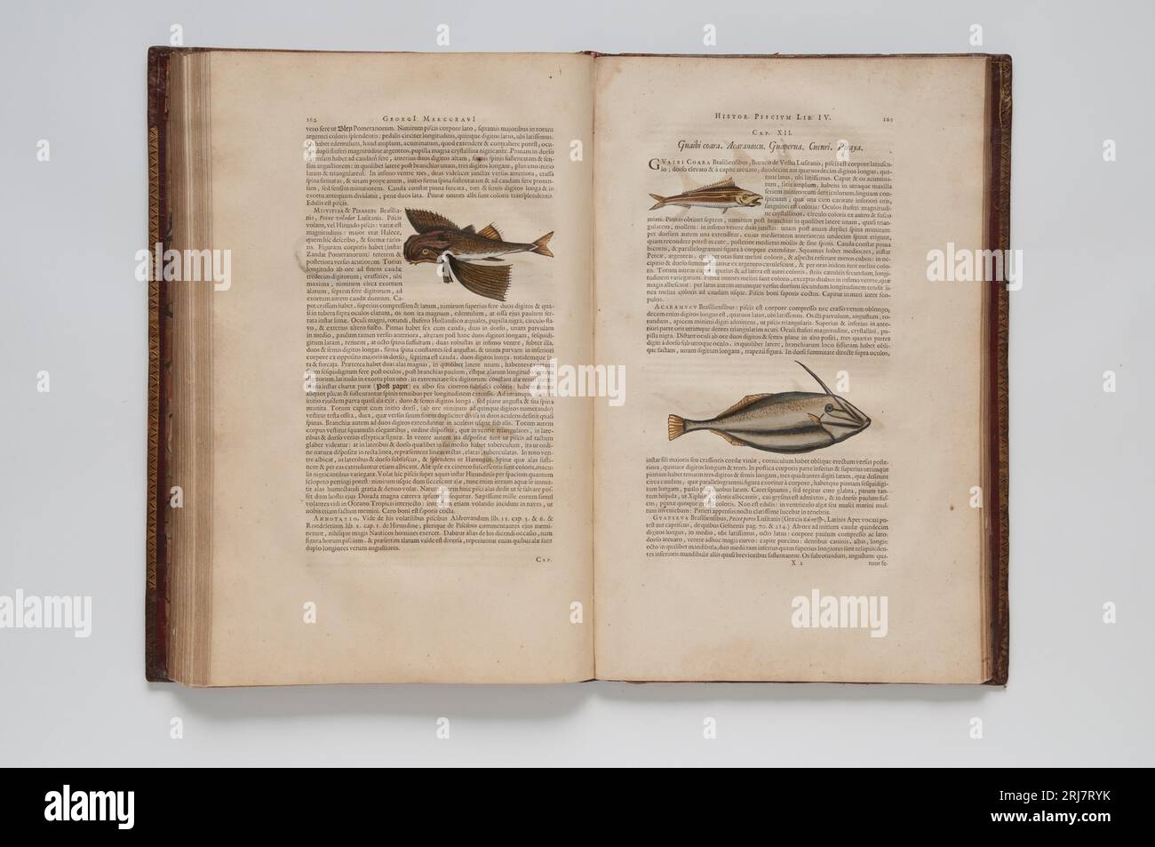 Ilustracoes hi-res stock photography and images - Alamy