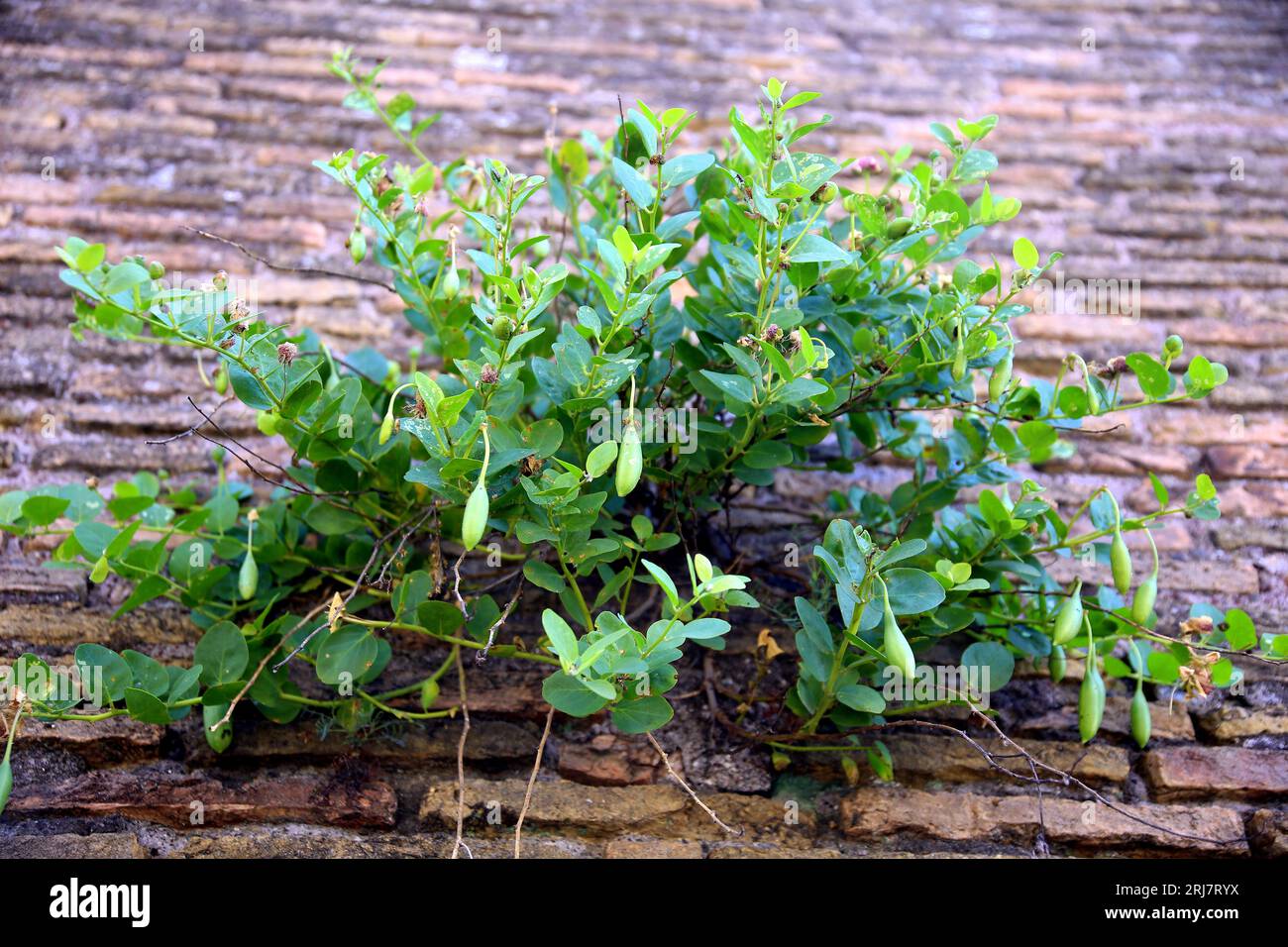 Caper plant with buds on a brick wall Stock Photo - Alamy