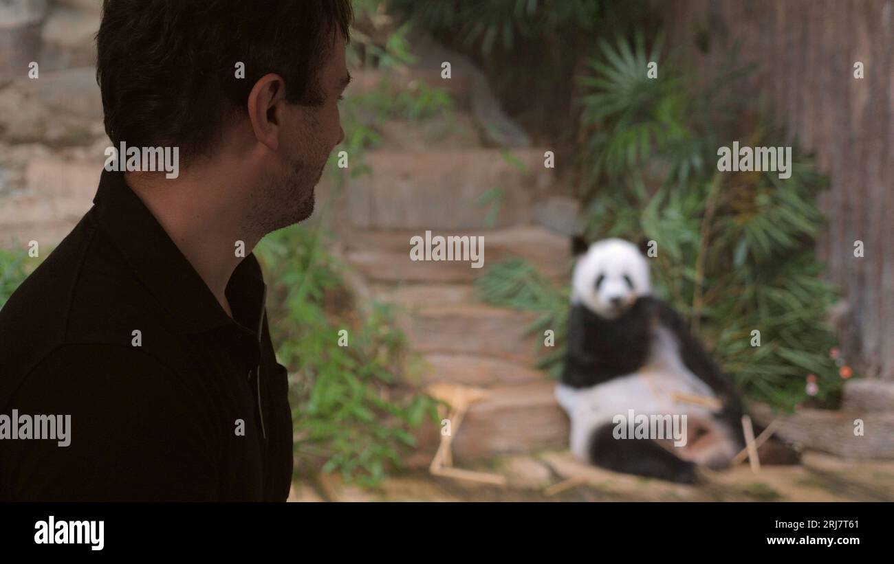 Beautiful cute male panda eating hi-res stock photography and images ...