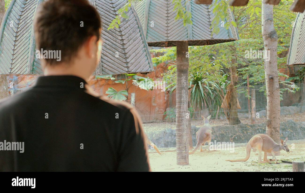 Happy man enjoys wildlife encounter with kangaroo at open zoo Stock ...