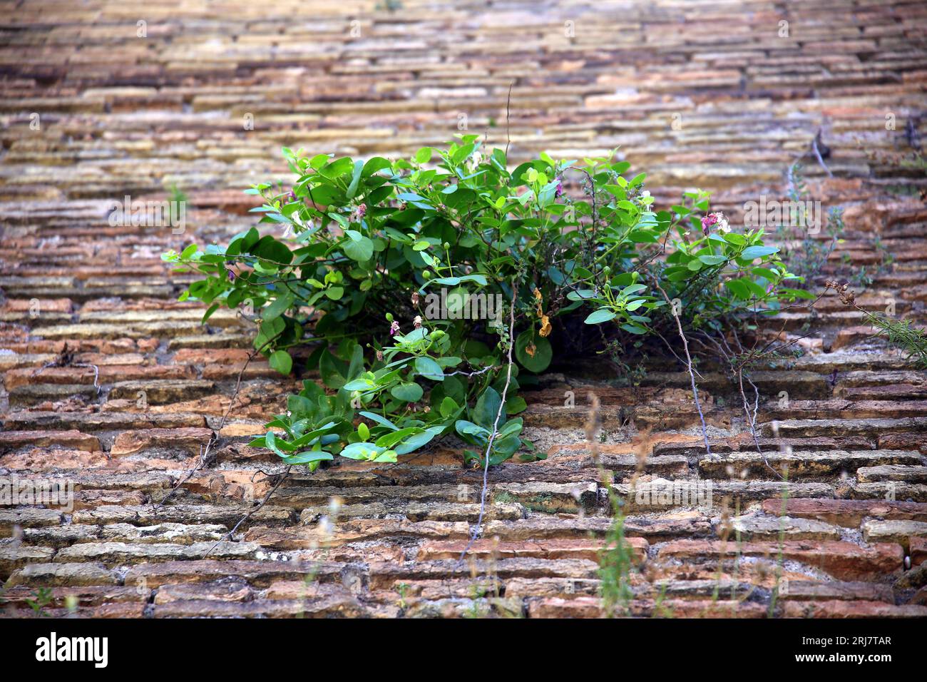 Green caper plant with buds and flowers on a brick wall Stock Photo - Alamy