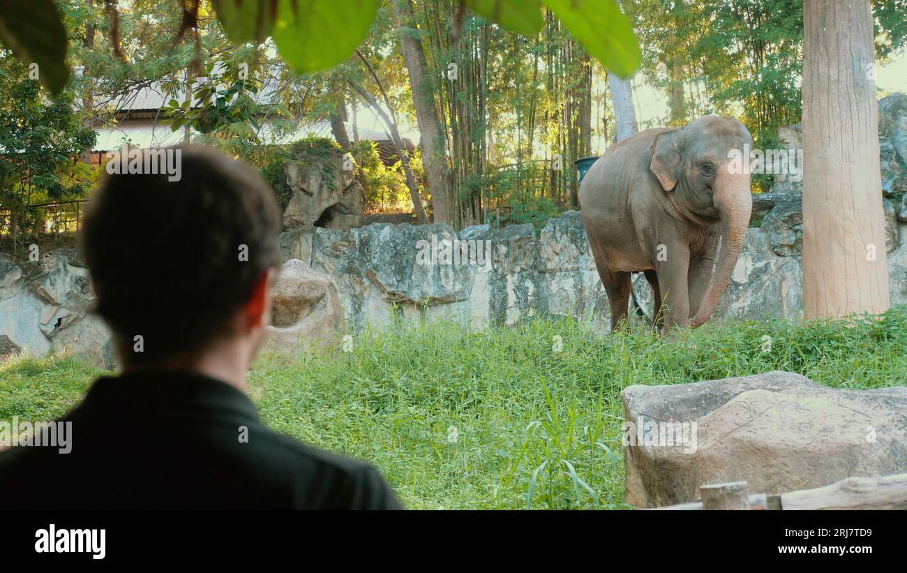 Man watching big elephant in open zoo Stock Photo - Alamy