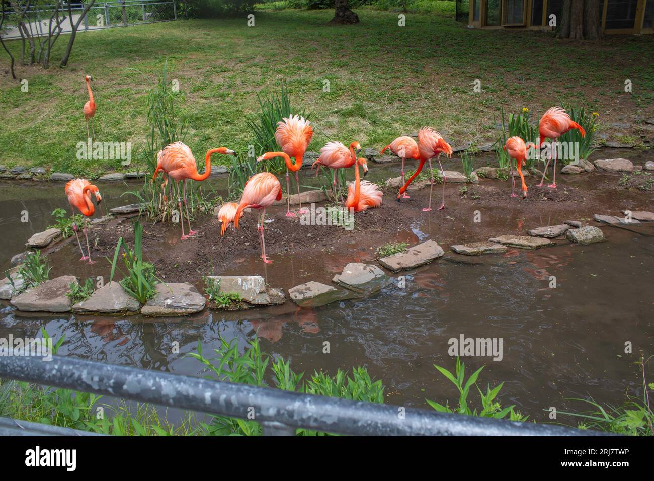 Beautiful Flamingos at the Philadelphia Zoo Stock Photo - Alamy