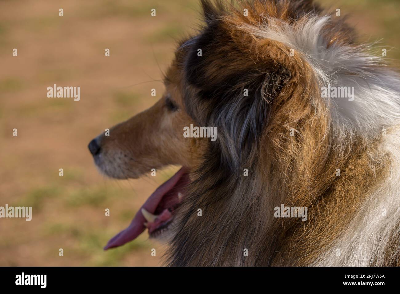 Side face of Sheltie in a Dog Park Stock Photo - Alamy