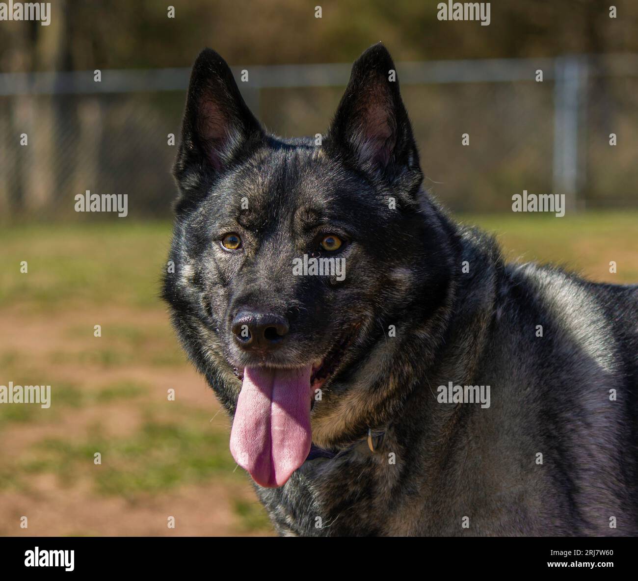 Black Norwegian Elkhound Puppy