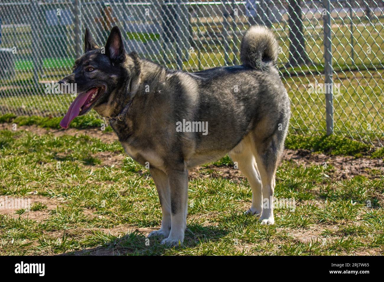 Norwegian Elkhound Mix Puppies