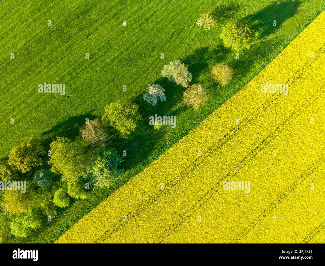 Aerial view canola fields canola hi-res stock photography and images ...