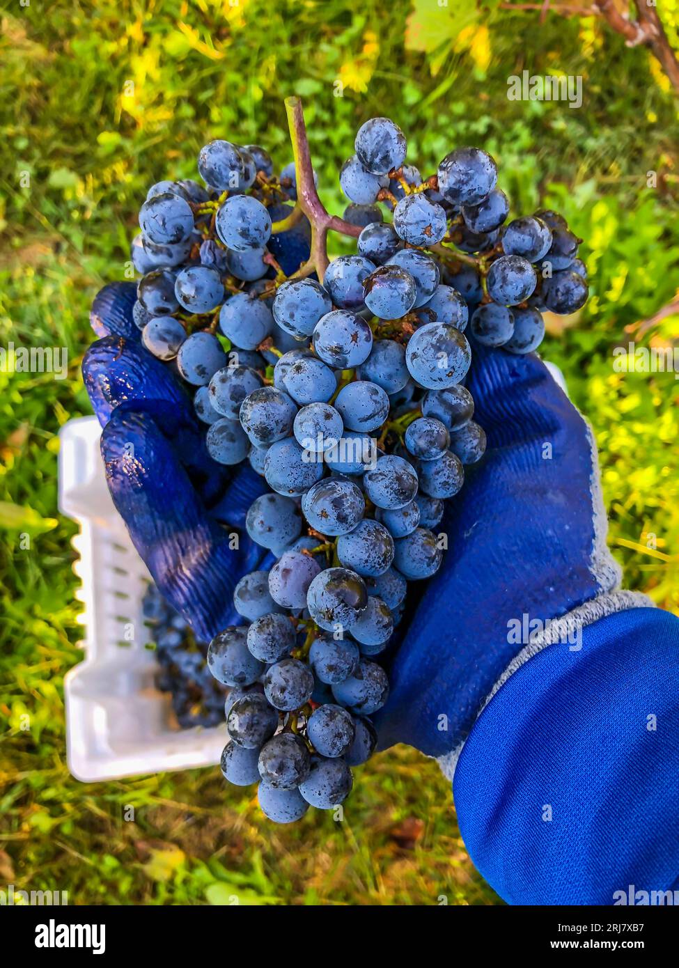 Cabernet franc grapes hi-res stock photography and images - Alamy