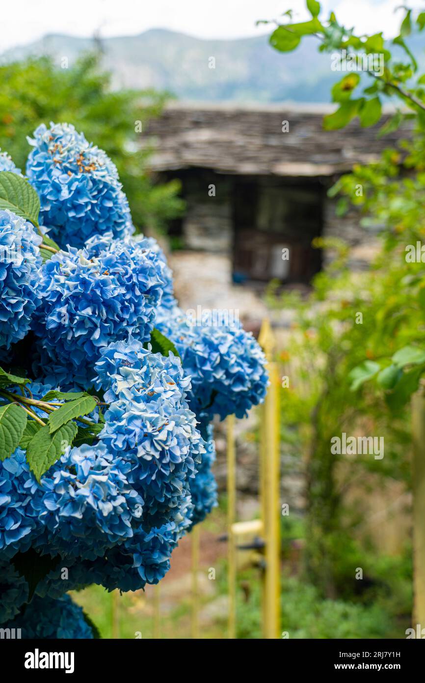 blue hydrangea with yellow gate Stock Photo - Alamy