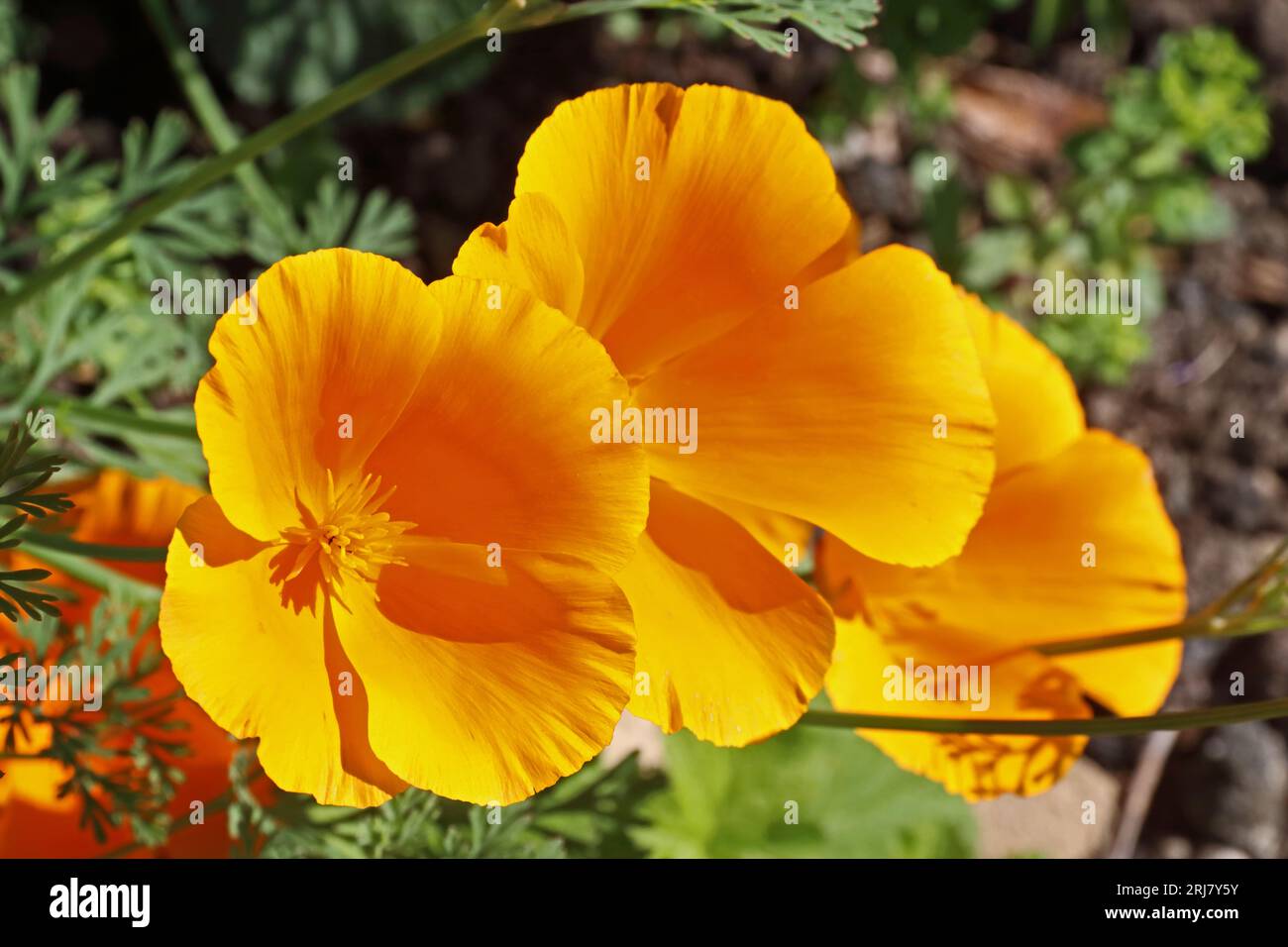 Yellow poppies uk hi-res stock photography and images - Alamy