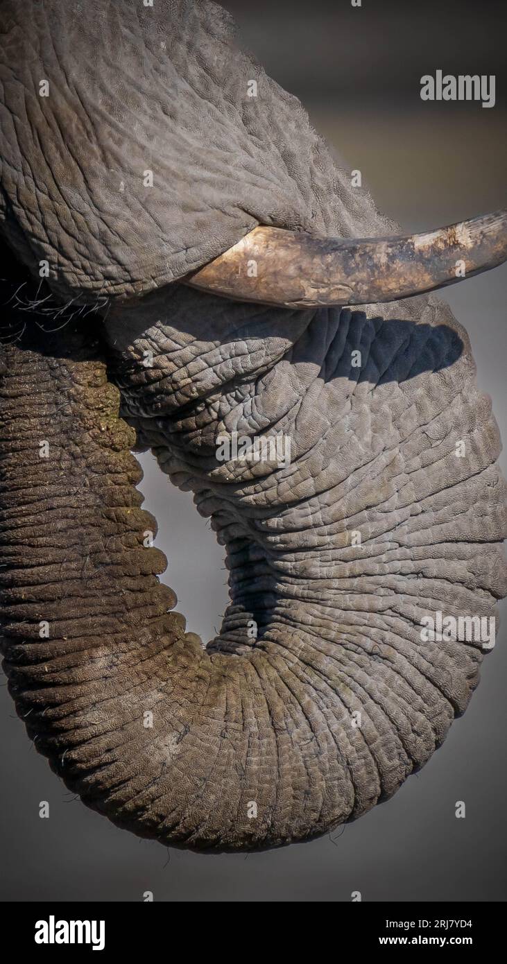 Animal trunk hi-res stock photography and images - Alamy