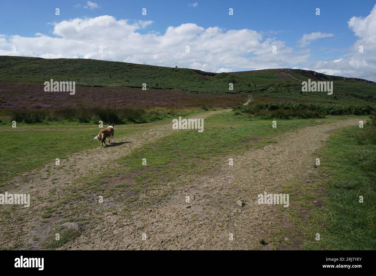 Dog and moors hi-res stock photography and images - Alamy
