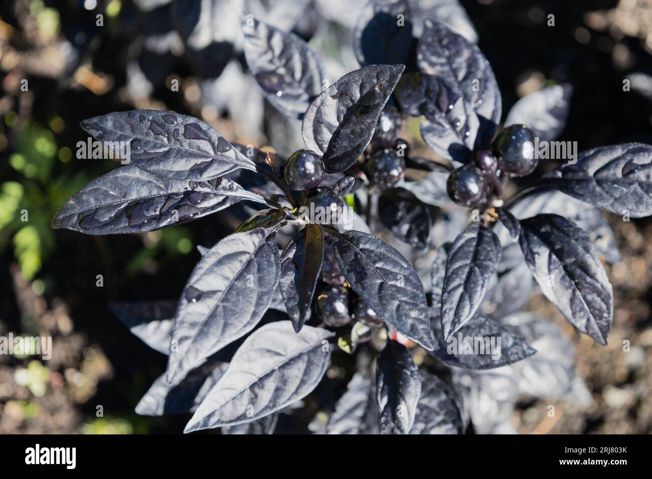 Capsicum annuum black pearl hi-res stock photography and images - Alamy