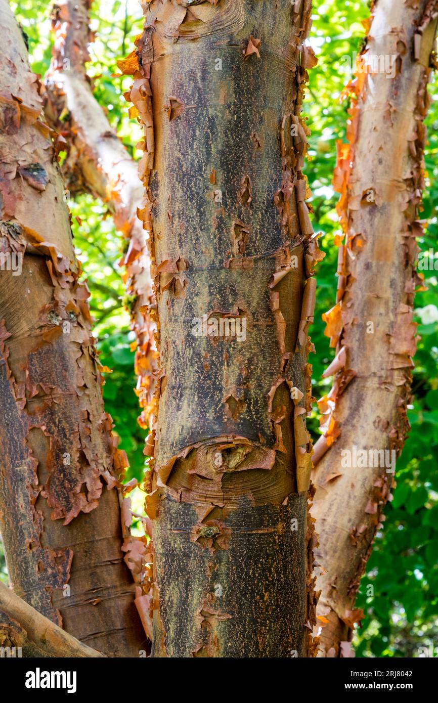 Bark of a maple hi-res stock photography and images - Alamy
