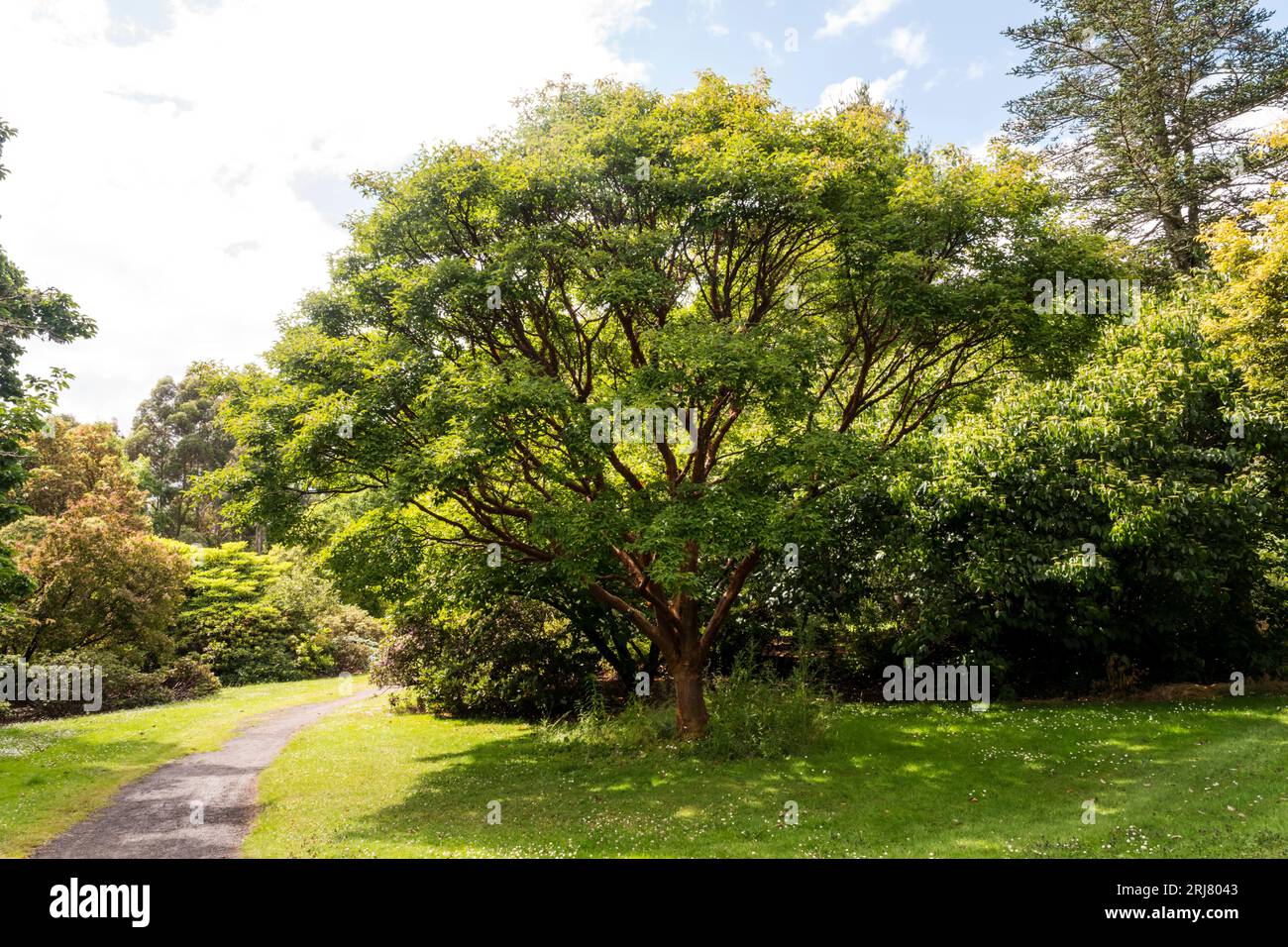 Paperbark maple, Acer griseum Stock Photo - Alamy