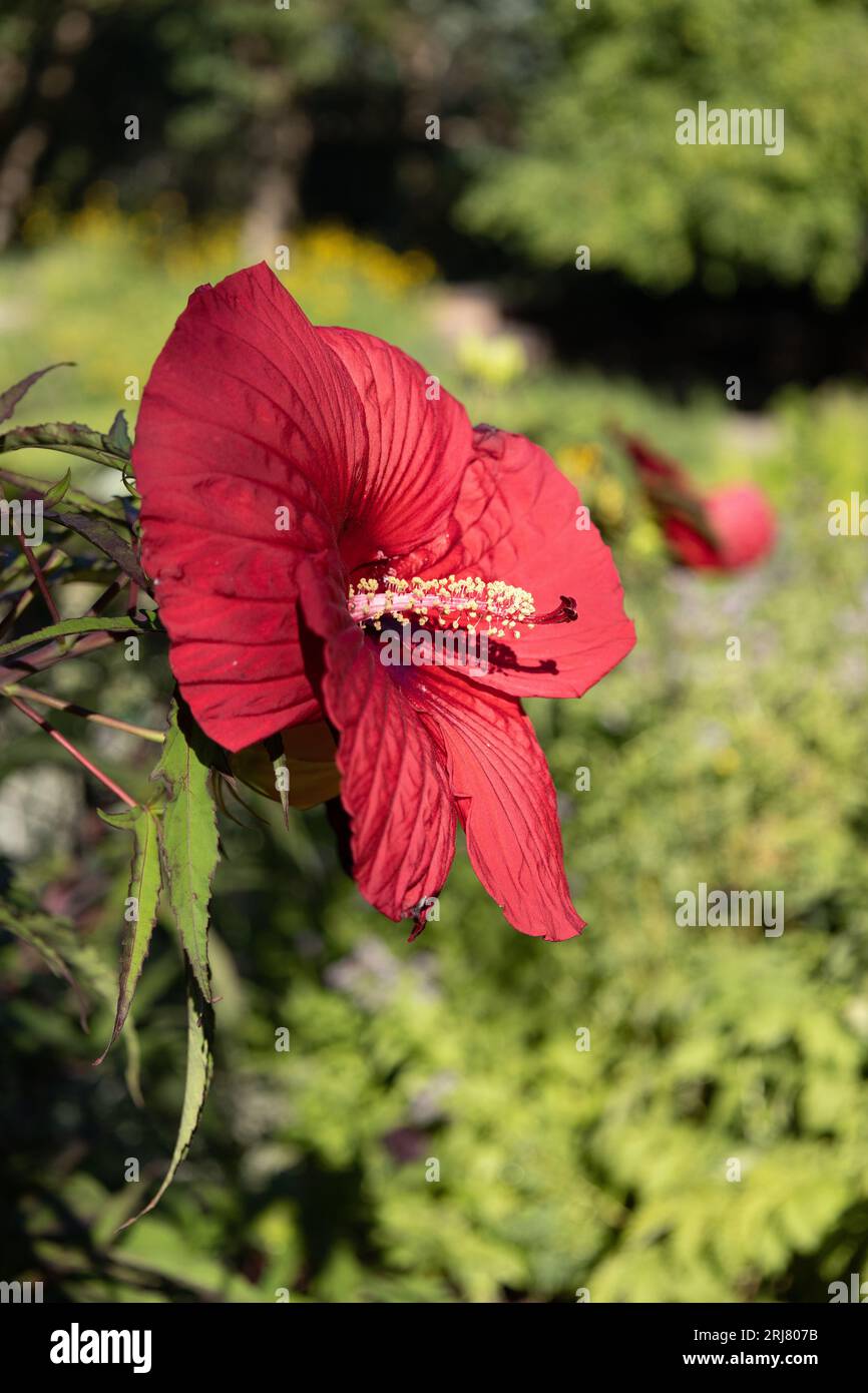 Flower fireball hi-res stock photography and images - Alamy