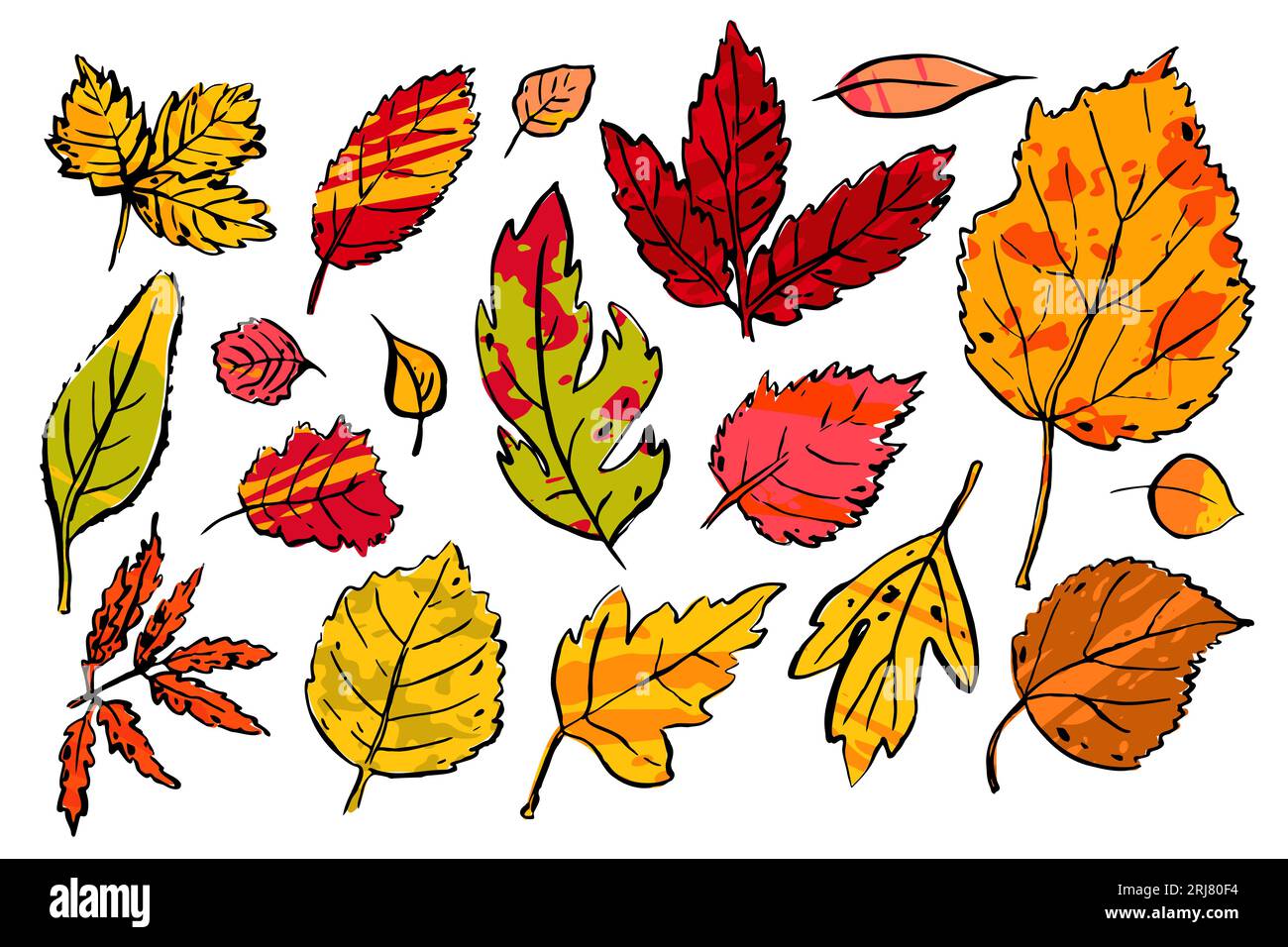 Autumn Leaves sketch set. Hand-drawn color textured herbs on white ...