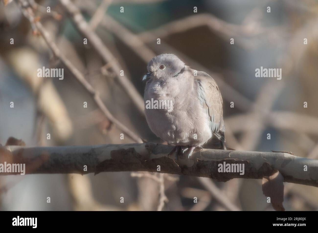 The Eurasian collared dove (Streptopelia decaocto) is a dove species ...