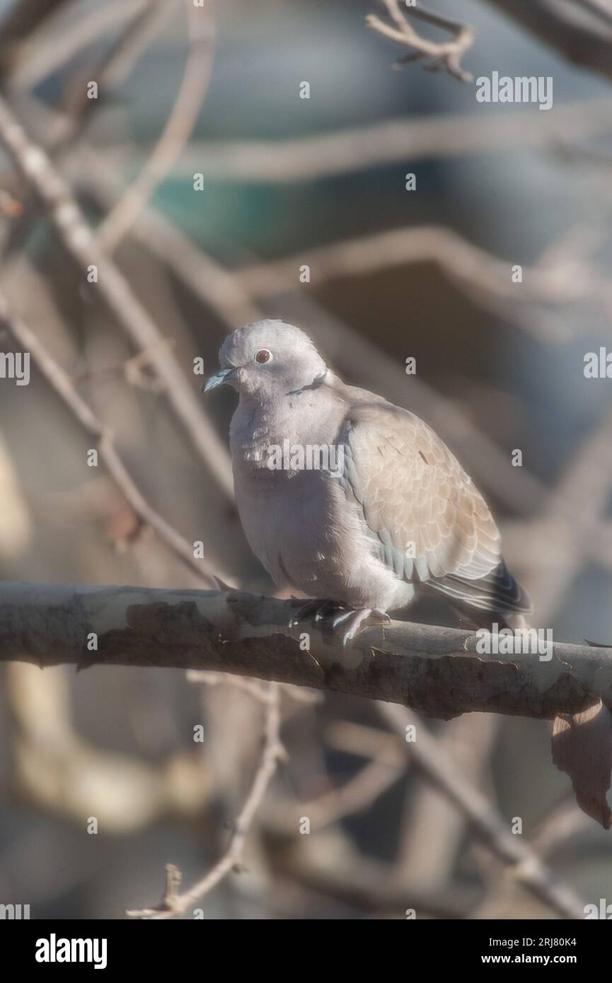 The Eurasian collared dove (Streptopelia decaocto) is a dove species ...