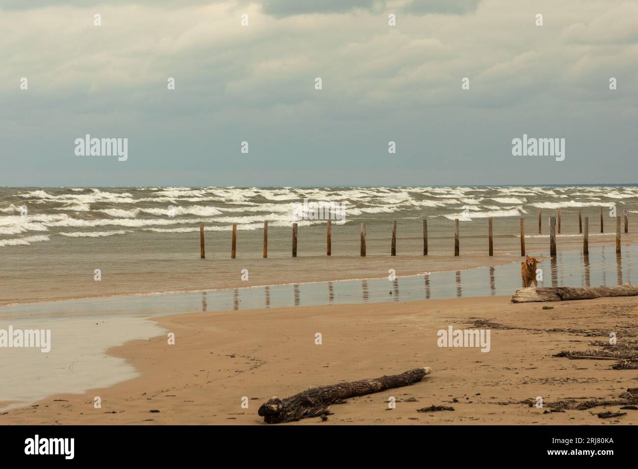 Wind whipped hi-res stock photography and images - Alamy