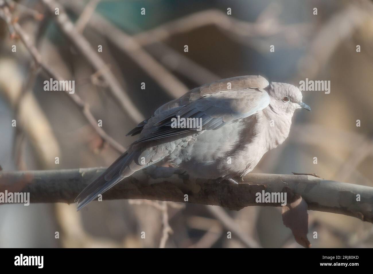 The Eurasian collared dove (Streptopelia decaocto) is a dove species ...