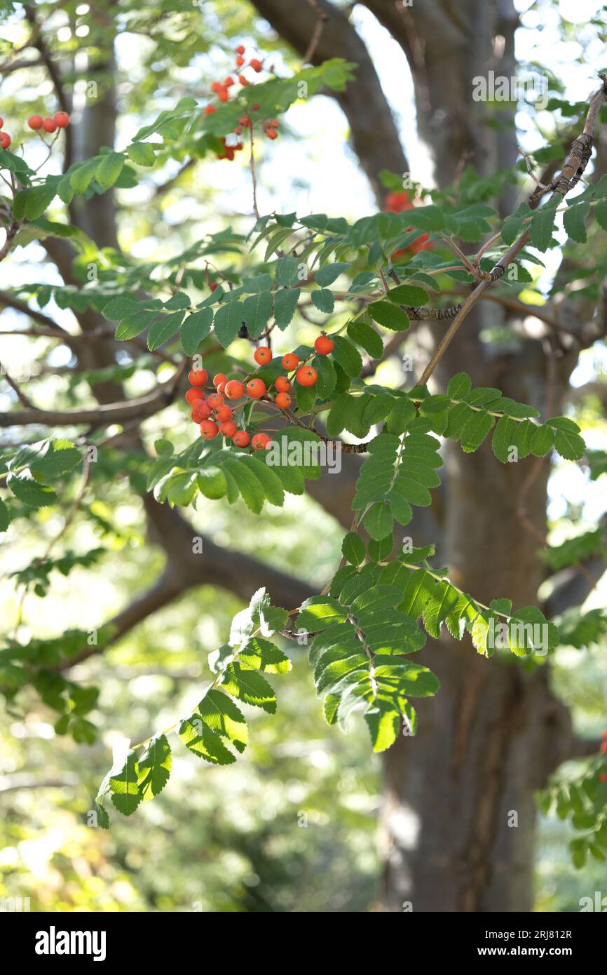 Sorbus aucuparia tree hi-res stock photography and images - Alamy