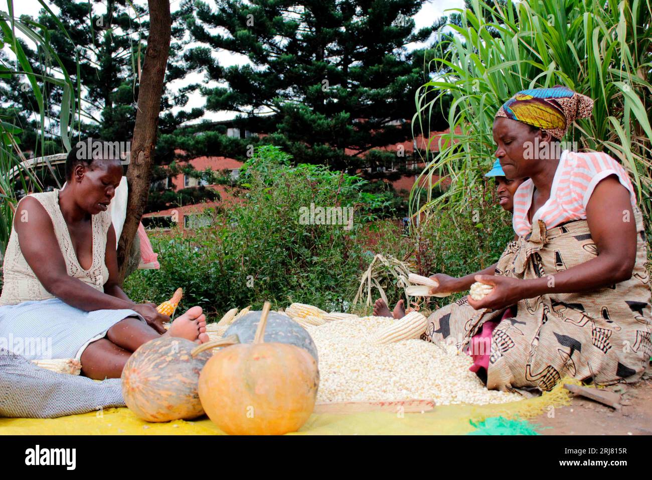 Women in Mbare are seen shelling some maize after harvesting. Urban ...