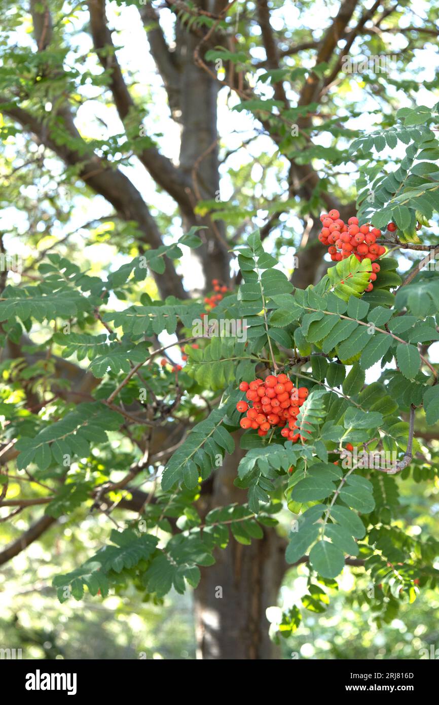 Sorbus aucuparia tree Stock Photo - Alamy