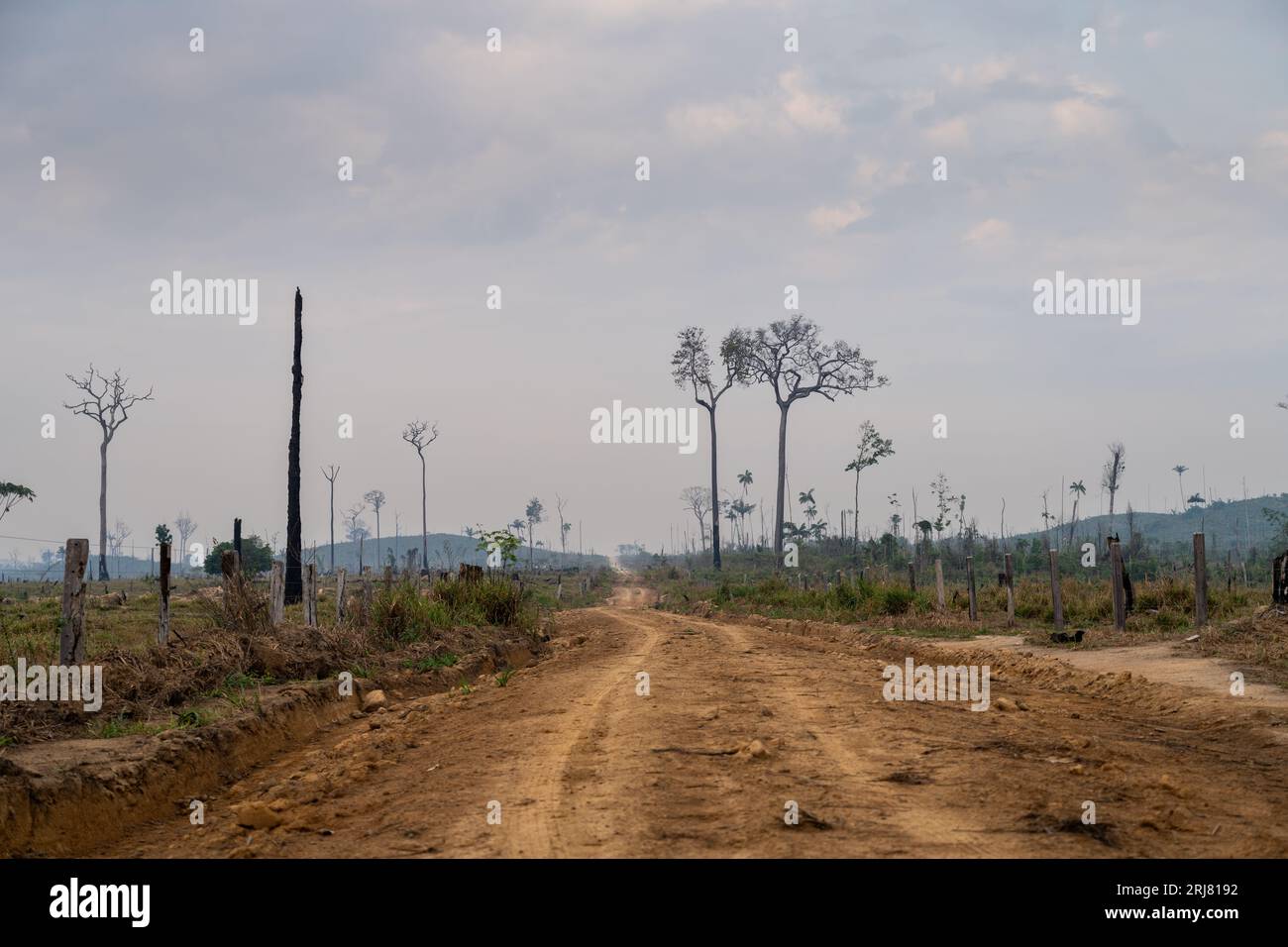 Amazon rainforest dirt road crosses deforested and degraded cattle ...
