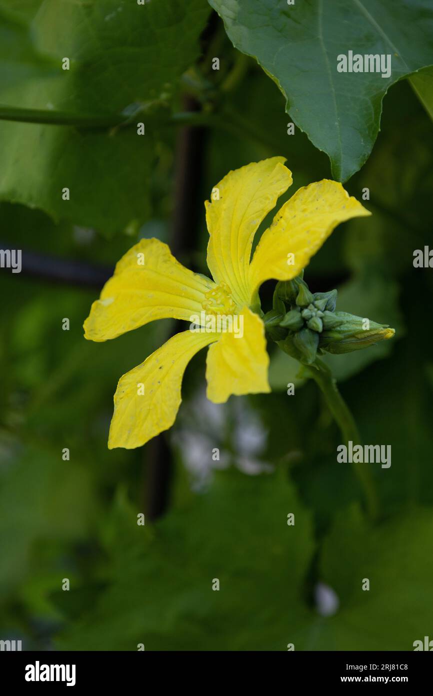 Luffa aegyptiaca sponge gourd plant Stock Photo - Alamy