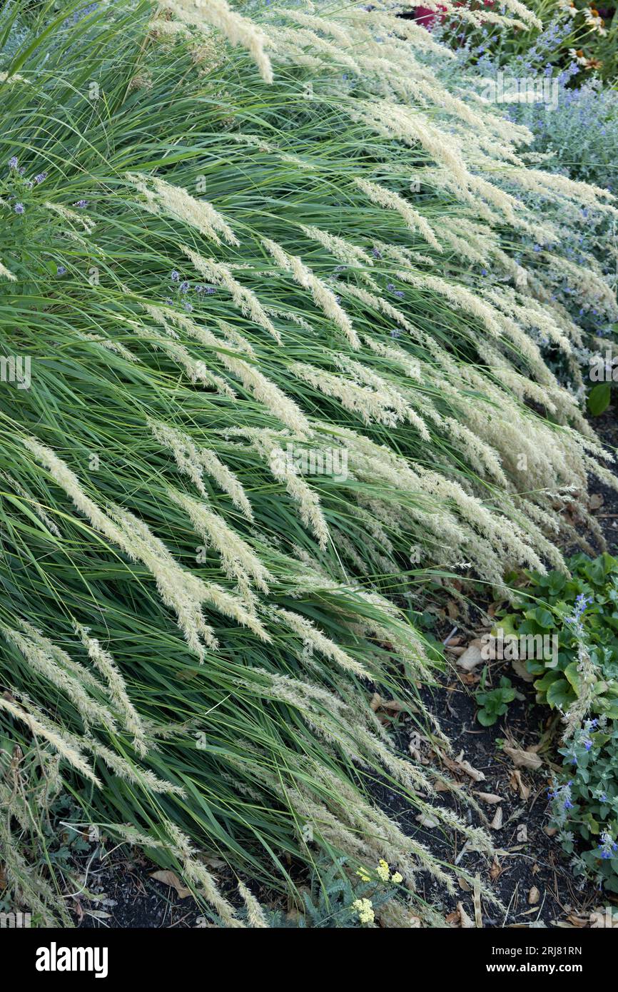 Achnatherum calamagrostis - silver spike grass Stock Photo - Alamy