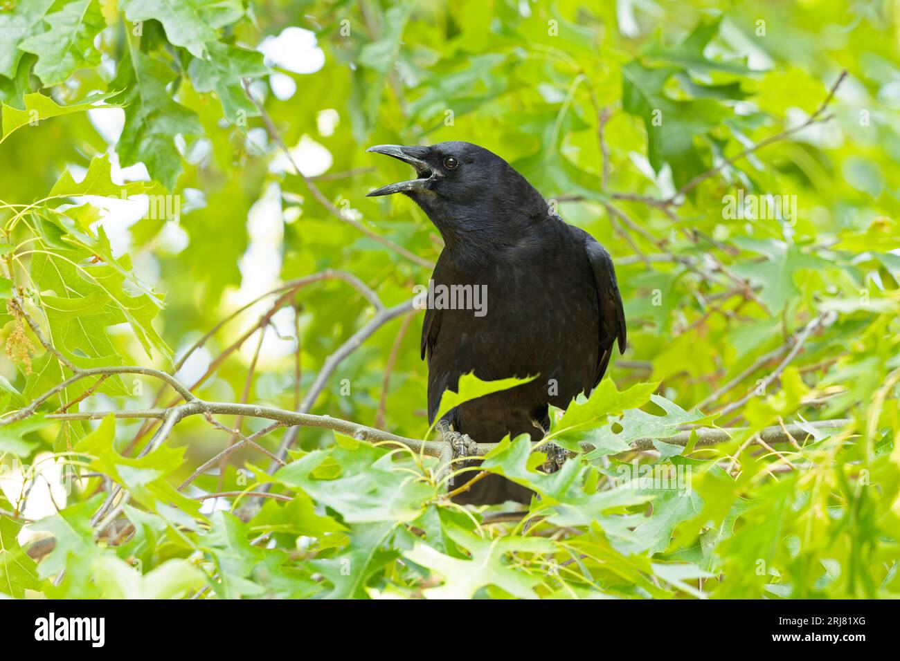 An American crow (Corvus brachyrhynchos) perching and calling Stock ...