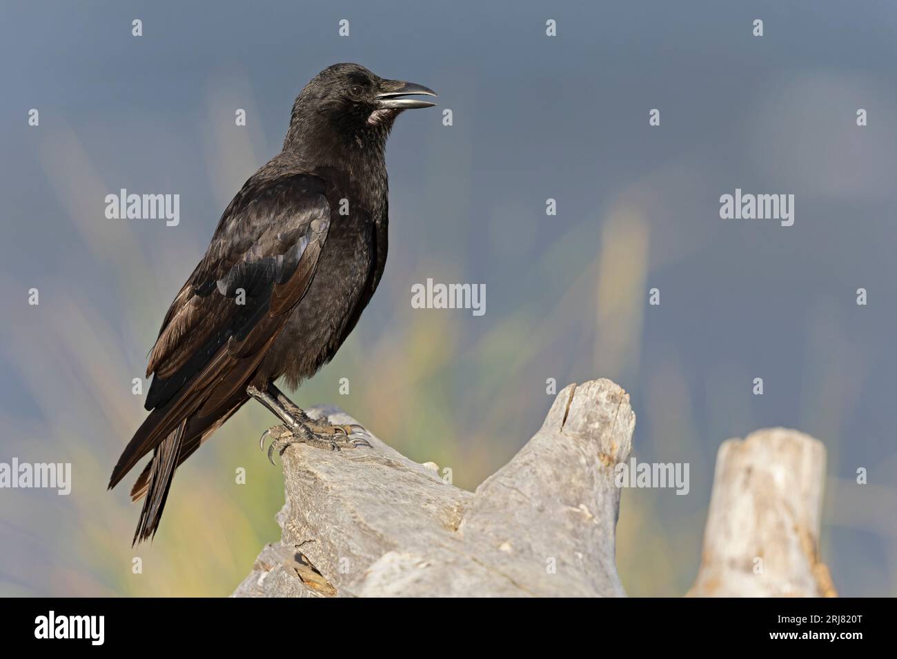 An American crow (Corvus brachyrhynchos) perching Stock Photo - Alamy