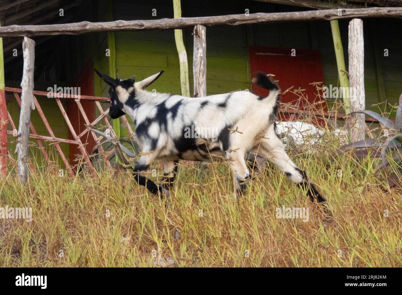 Goat running on a meadow Stock Photo - Alamy
