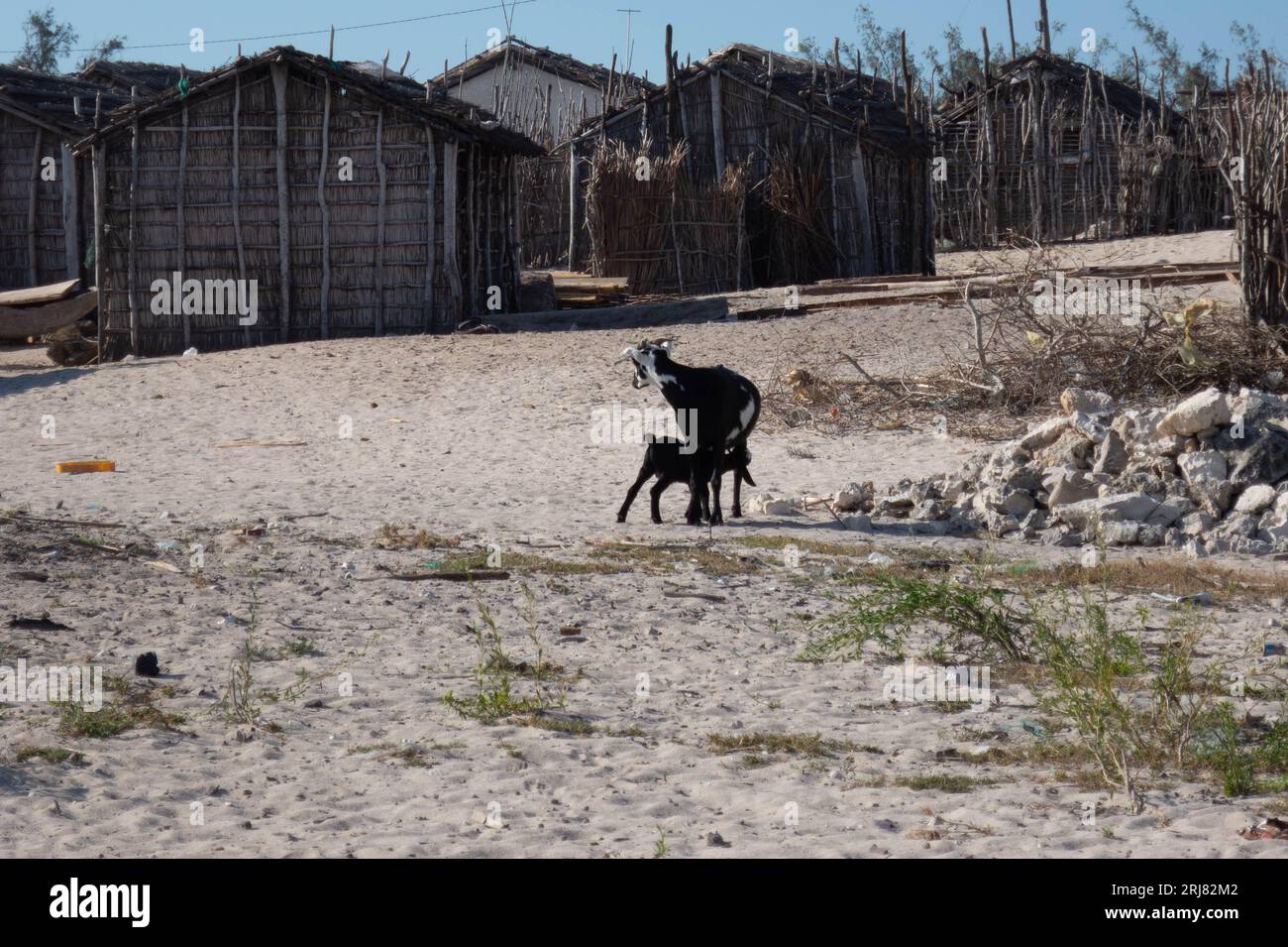 Goat running on the sand Stock Photo - Alamy