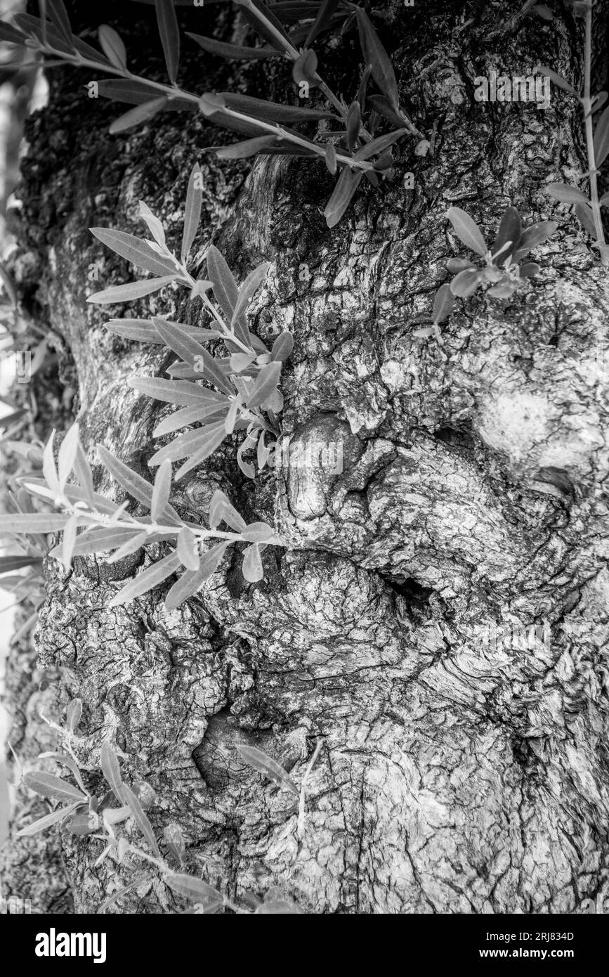 Gray brown tree bark Black and White Stock Photos & Images - Alamy