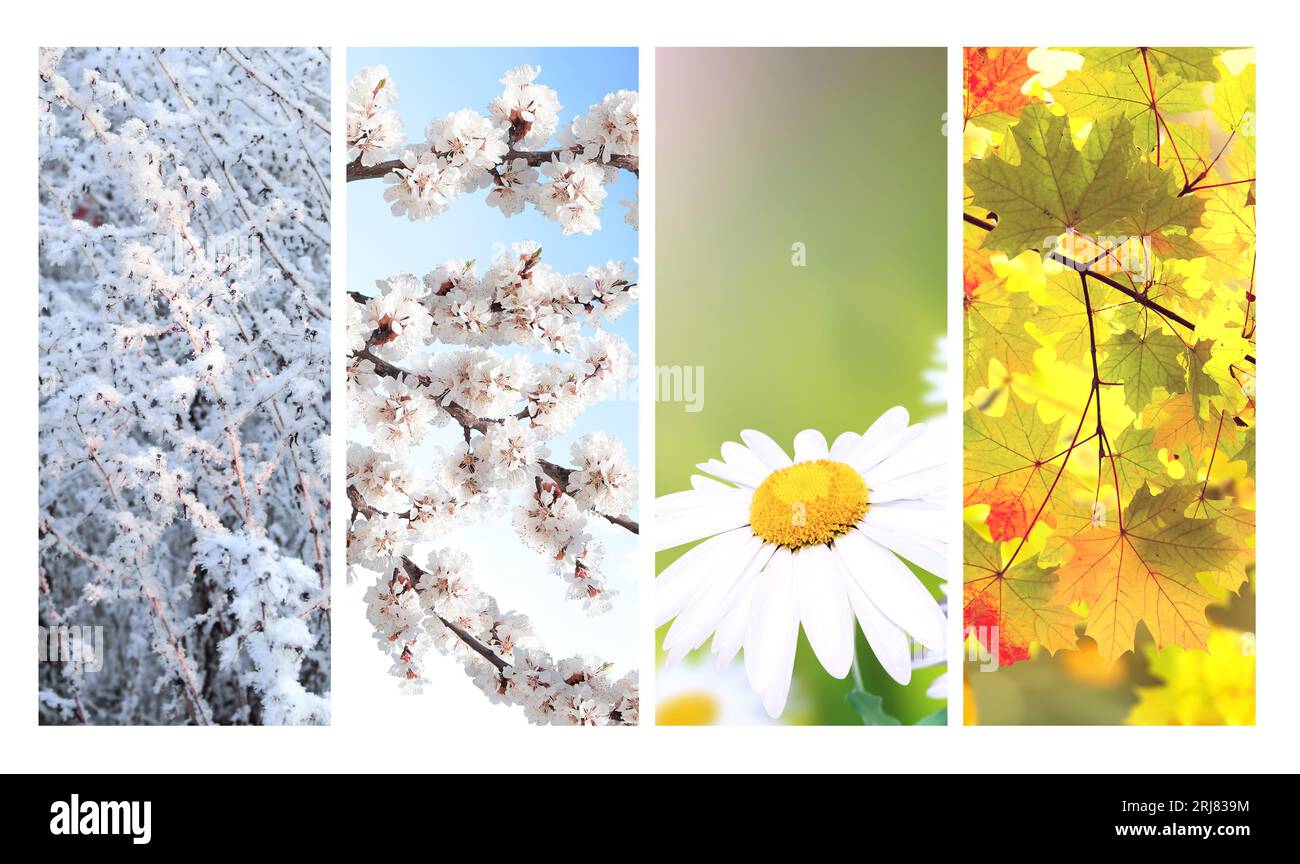 Four seasons of year. Set of vertical nature banners with winter, spring, summer and autumn ...
