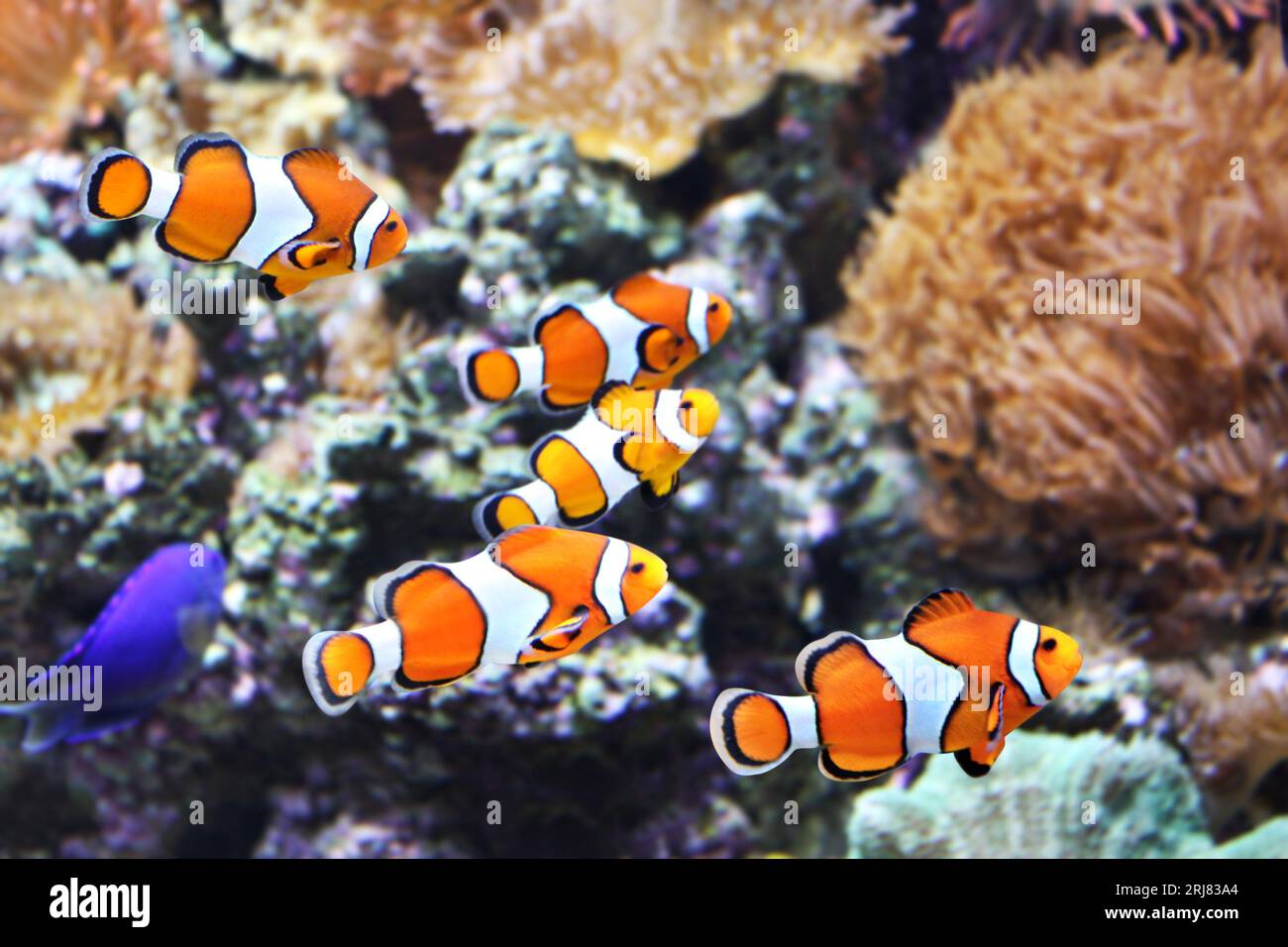 Sea anemone and clown fish in marine aquarium. Corals, anemones and ...