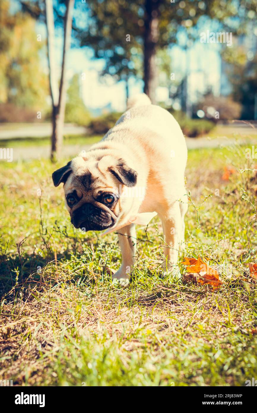 Healthy pug hi-res stock photography and images - Alamy