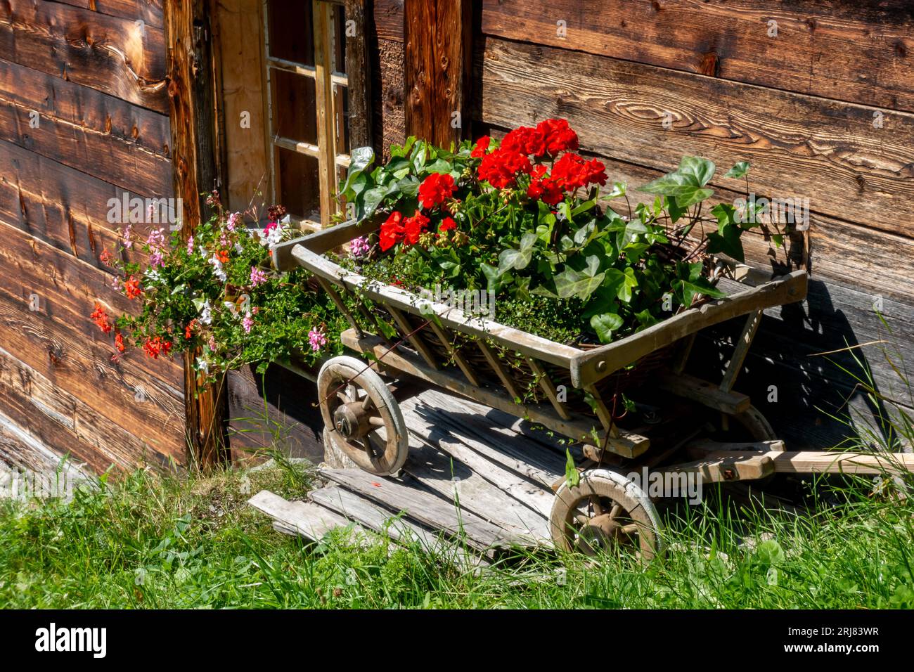 Floral arrangement of red geranium flowers in wooden handcart in green ...